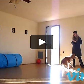 @dogtrainingathome | Linktree